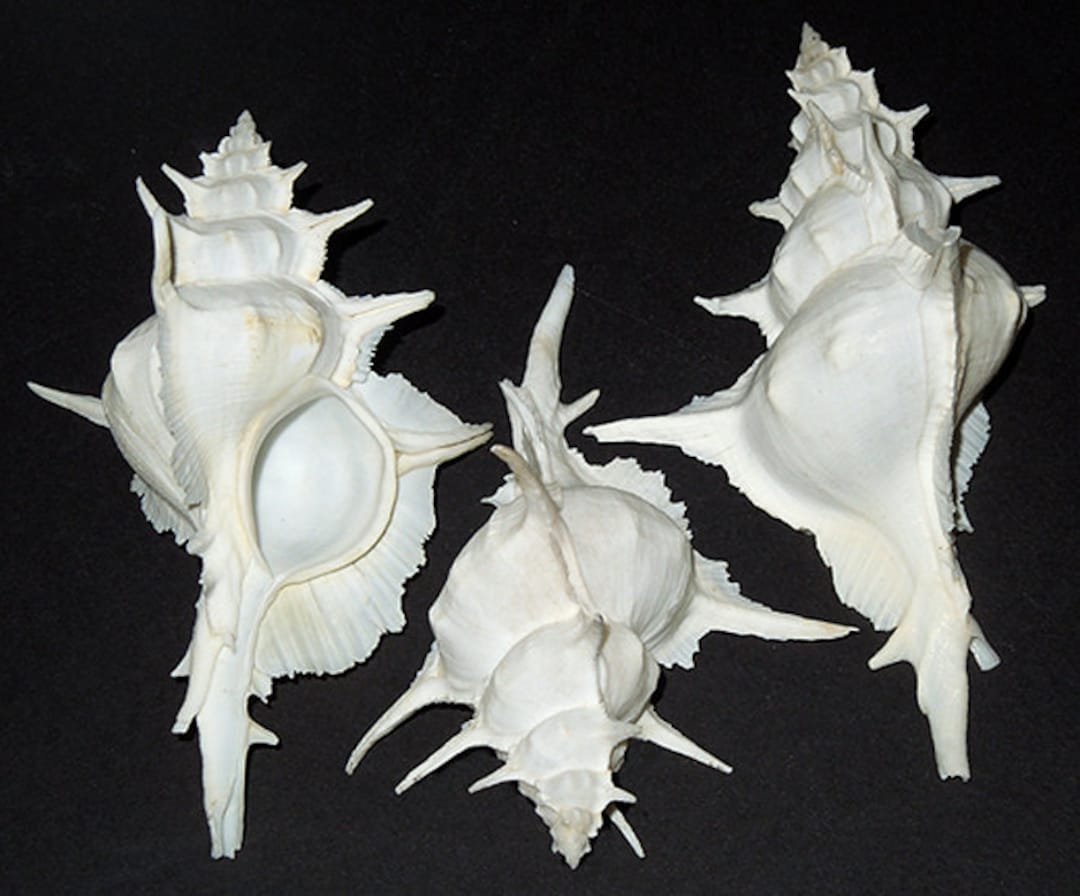 Murex Alabaster Siratus Shell ~ 4-1/2"-5" ~ Seashell (not Perfect "b" GRADE) ~ (1 Shell) - Etsy