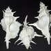 Strawberry Top Seashells clanculus Puniceus Craft Shells - Etsy