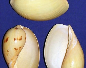 Shell Craft Supply | Etsy