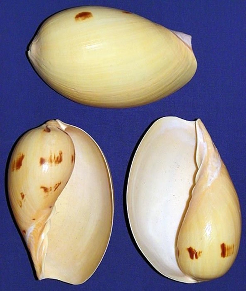 Indian Melon Volute Shell ~4-5"~craft Seashell Supply (1 Shell) BULK ...