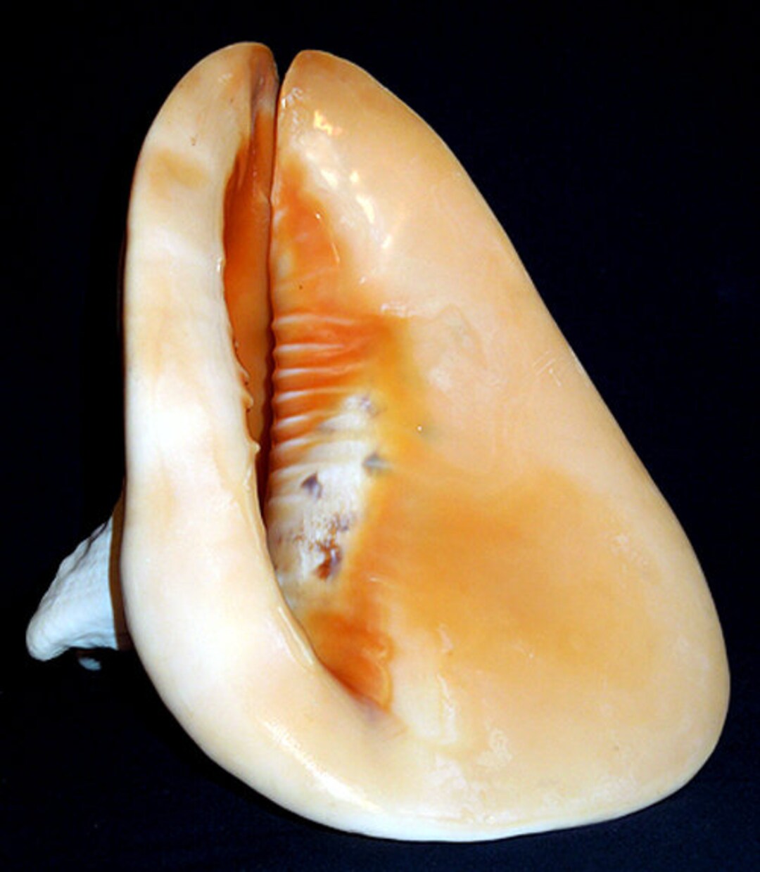 Cassis Cornuta Queen Horned Helmet Shell 8-1/2 X - Etsy