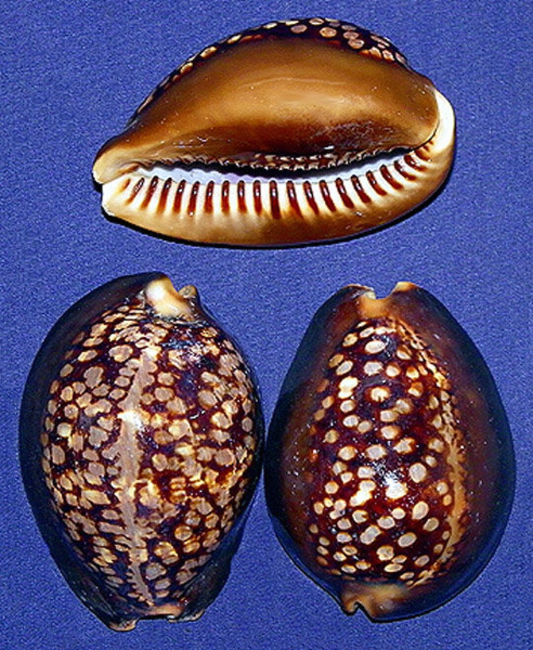 Cypraea Maurijiana - Humpback Cowrie Seashell 2-1/2"-3" (1 Shell) - Etsy