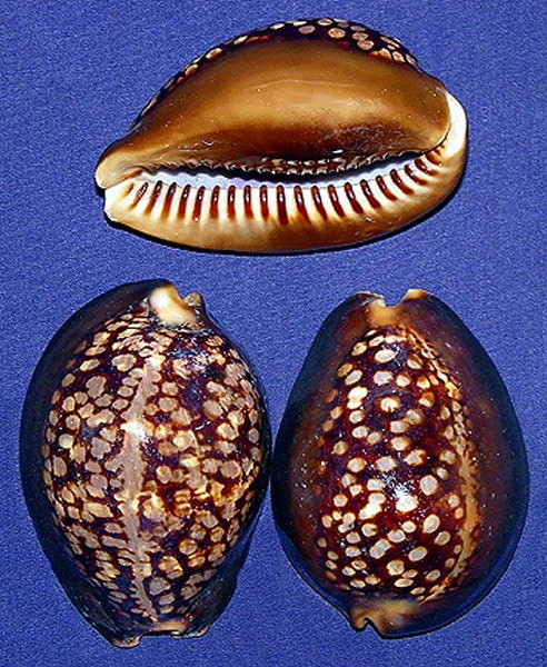 Cypraea Aurantium for sale | Only 2 left at -60%