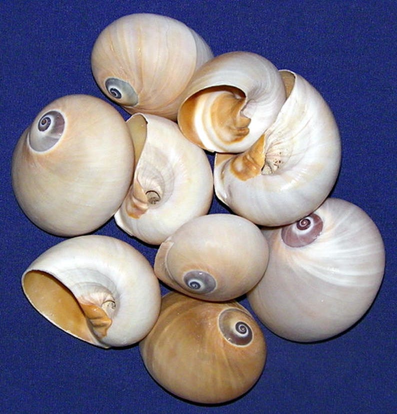 Whale Shark Eye Moon Snail Shell Polinices Didyma~1"-1-1/2"- (5 Shells ...