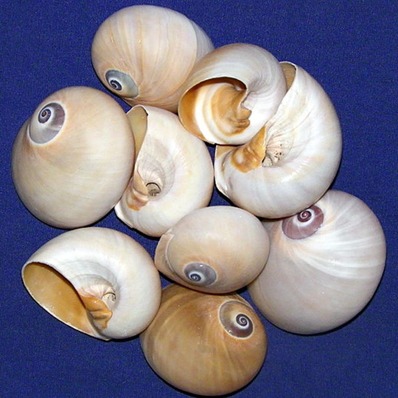 Apple Snail Shell - Etsy