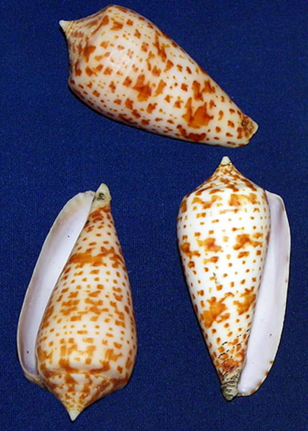 Conus Lynceus ~ Cone Seashell ~( Approx. 62mm./2-1/2") Specimen Collector Shell (1 Shell) - Etsy