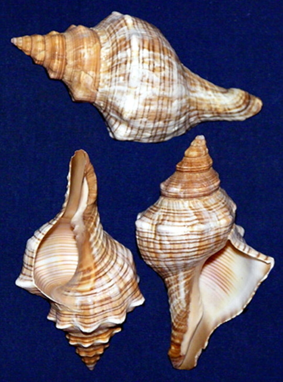 Striped Fox Conch Seashell 3"-4" (1 Shell) - Etsy