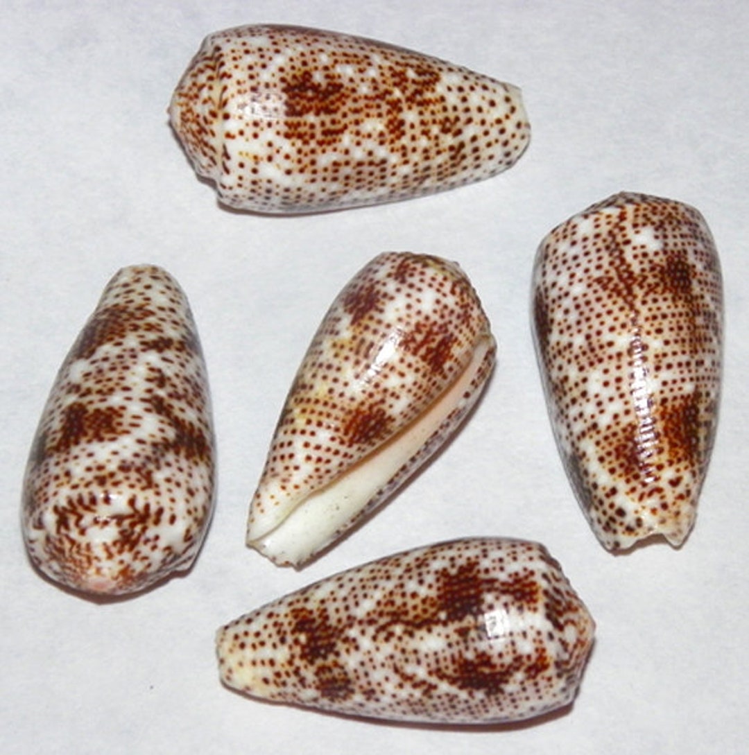 Conus Stercusmuscarum ~ Cone Shell Approx. (1-1/4"/35mm.) F+++ Specimen ...