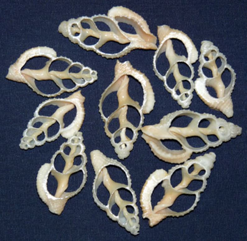 Sliced Center Cut Nassarius Reticulata~3/4"-1"craft/jewelry Sea Shell ...