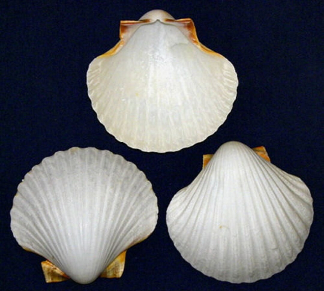 Mexican White Deep Half Scallop Shells,pecten,clam,cockle (2-1/2") (3 ...