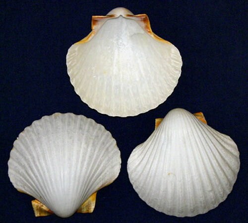 Mexican White Deep Half Scallop Shells,pecten,clam,cockle (2-1/2") (3 ...