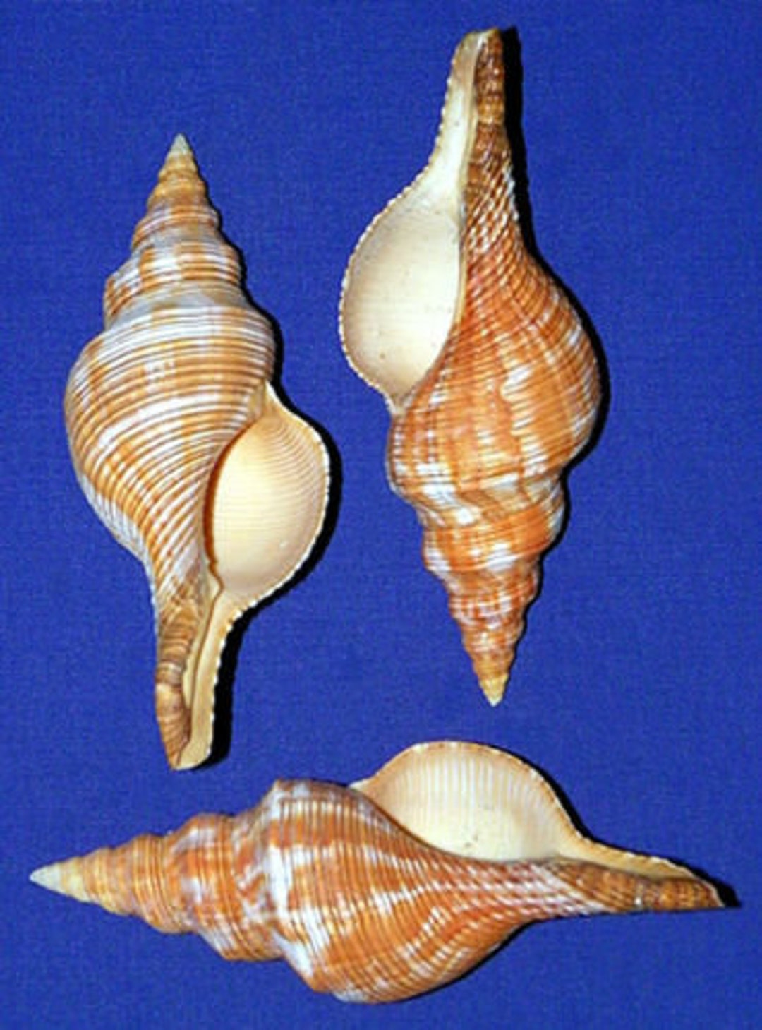 Filifusus Filamentosus Seashell Horse Conch Shell 34 1 Shell - Etsy