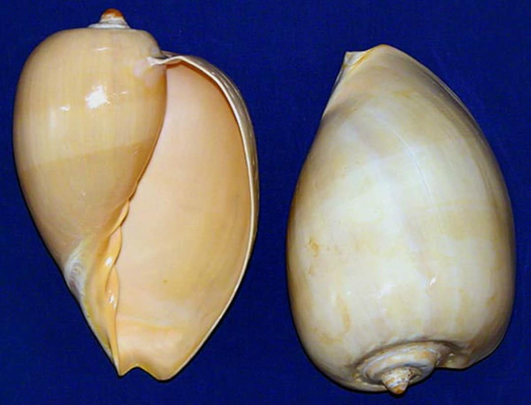 Philippine Polished Melon Volute Seashell - 8"-9" (1 Shell) - Etsy