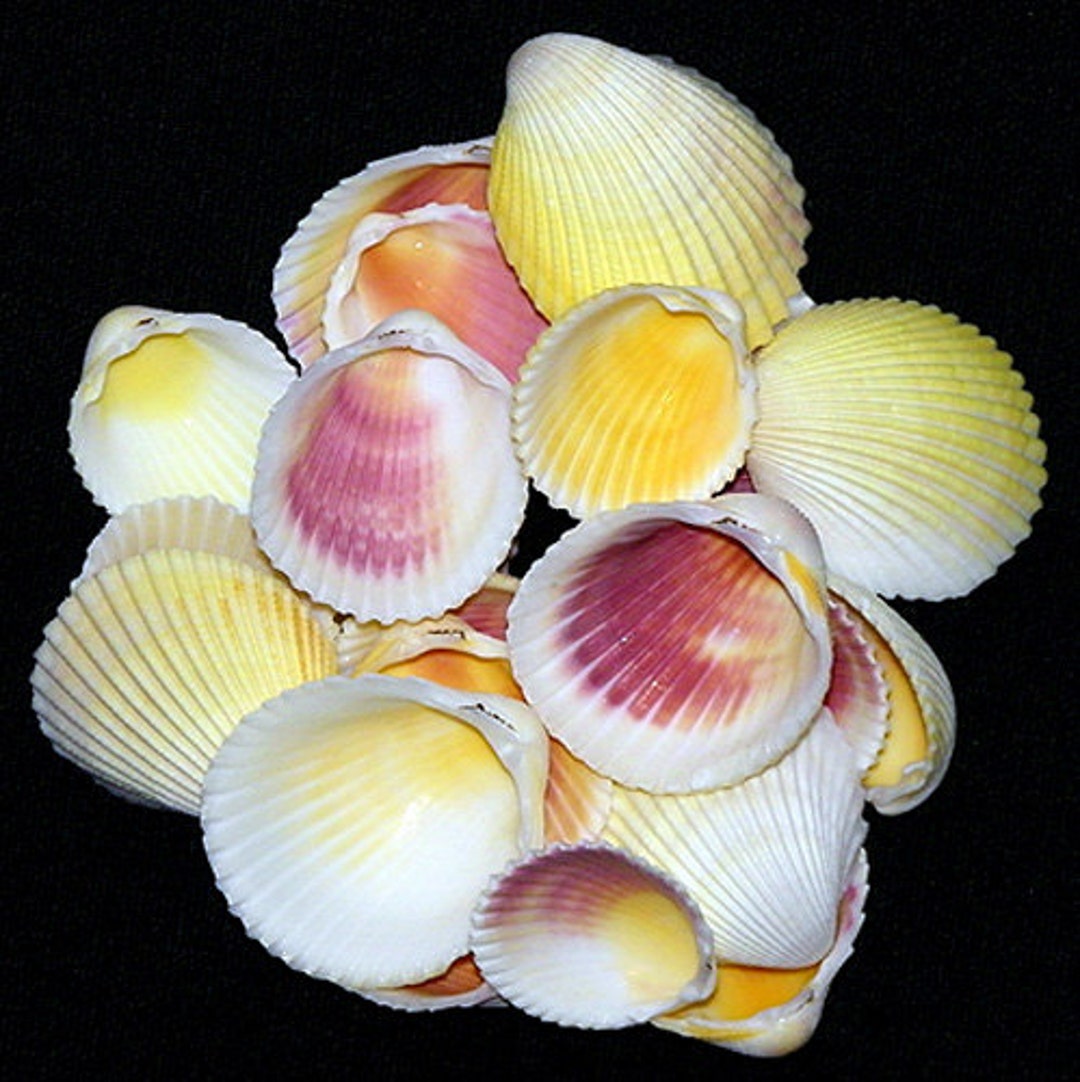 Rose, Pink, Yellow Cockle Scallop Shells ~ Approximately (40-50 Shells ...