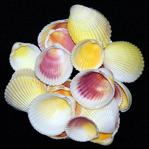Rose Pink Yellow Cockle Scallop Shells Approximately | Etsy