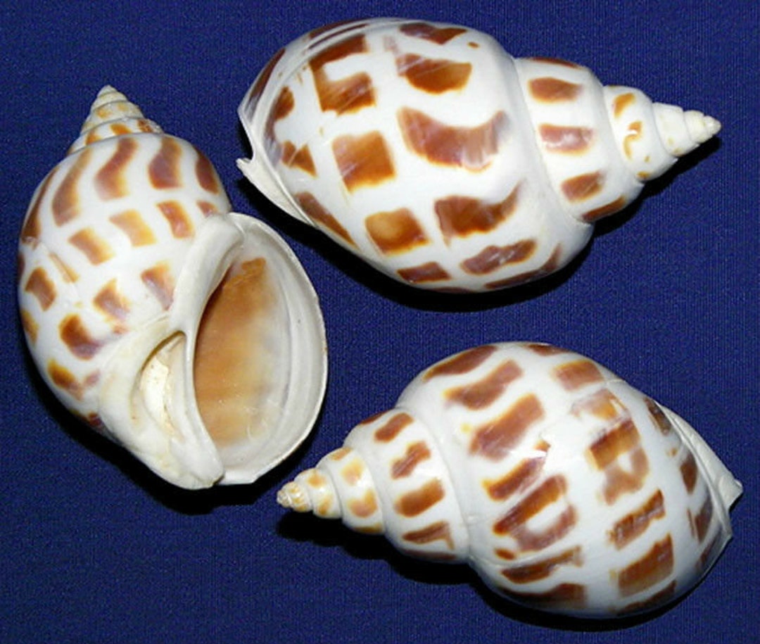 Babylonia Areolata Polished Cassis Shells 22-1/2 Craft Seashell 1 ...