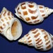 Distorsio Reticulatus ~triton Shell 1-1/2"-2"~craft Seashell (2 Shells ...