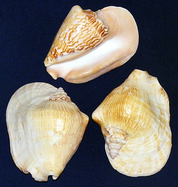 Pacific Natural Milk Conch Strombus Coststus | Etsy