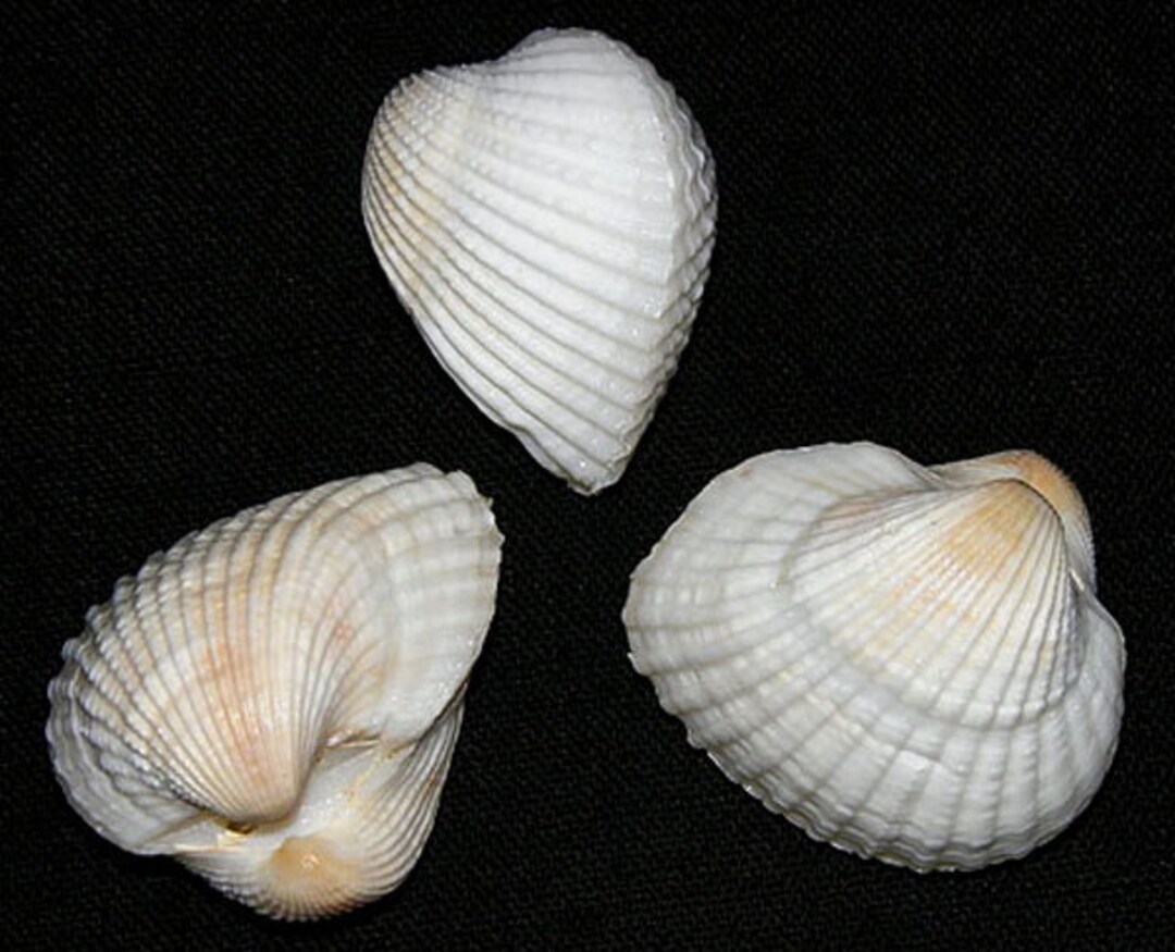 White Ribbed Ark Andara Granosa Clam Paired Glued Craft Shells-2 ...