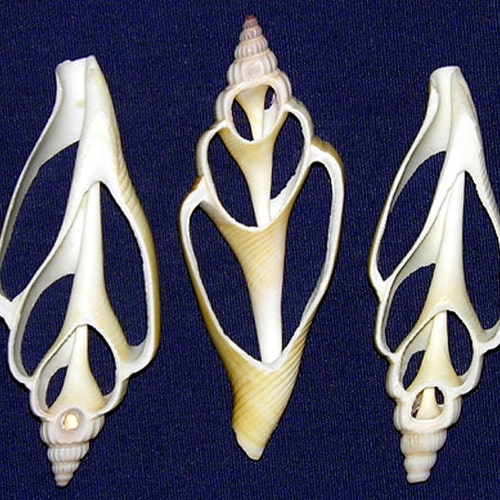 Center Cut Sliced White Tibia 3 4 Craft Shells - Etsy