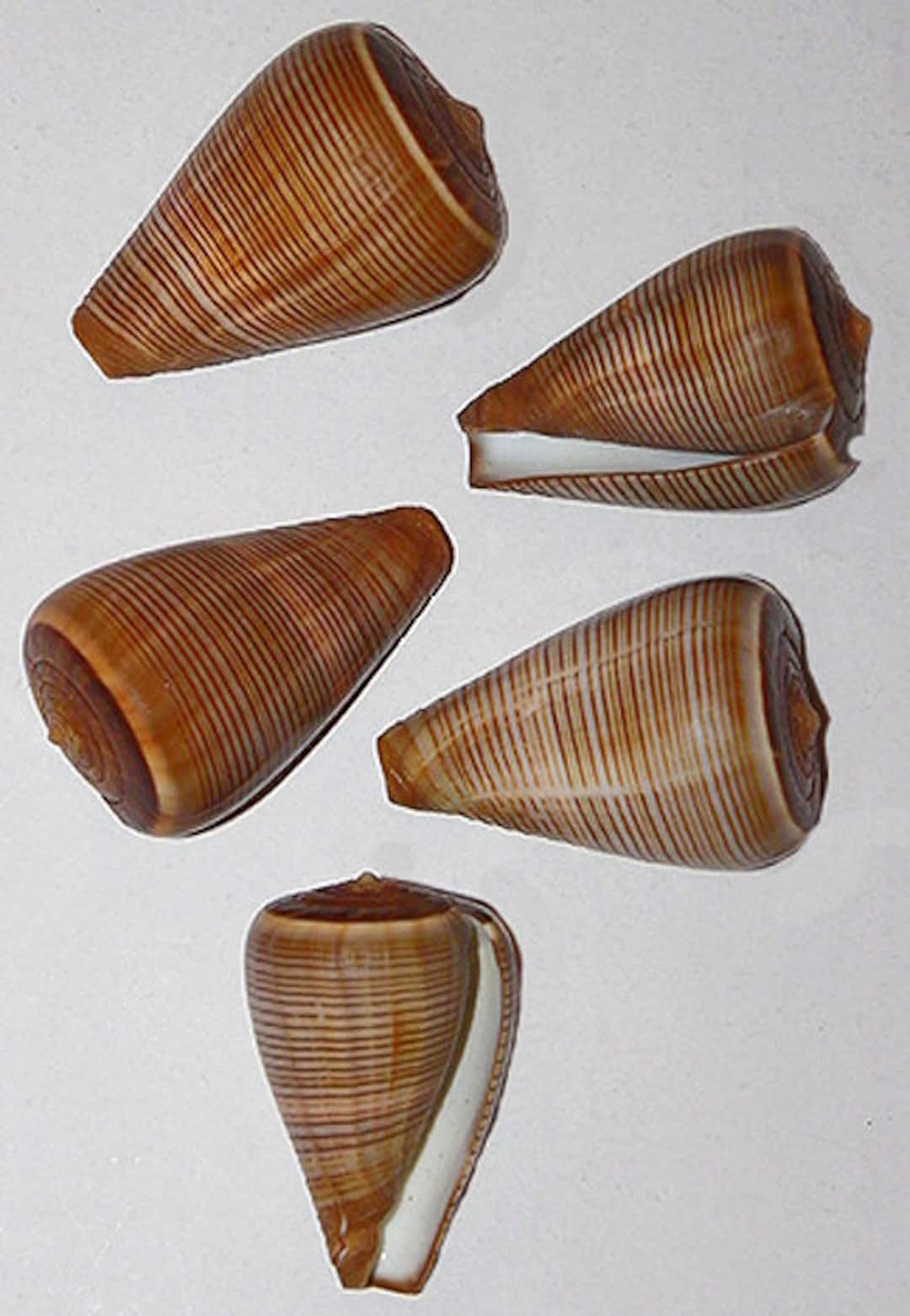 Brown Fig Cone Conus Figulinus Seashell 1-1/4"-1-1/2"(1 Shell) - Etsy