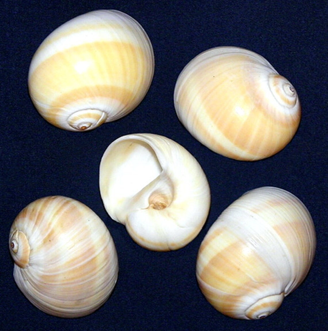 Natica Vitellus Moon Snail Shells 1-1/22 3 | Etsy