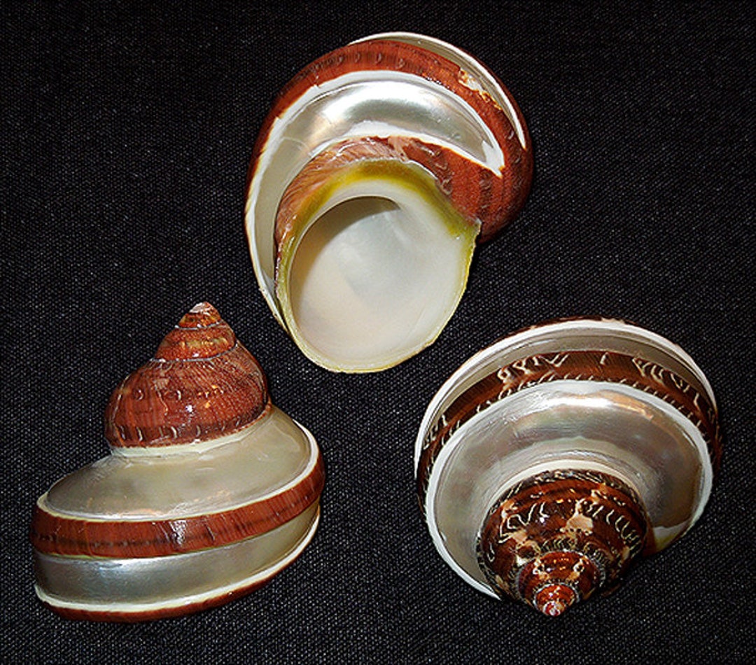 Petholatus Turbo Shell ~ Polished Banded Seashell ~ 2-1/4-2-1/2 ...