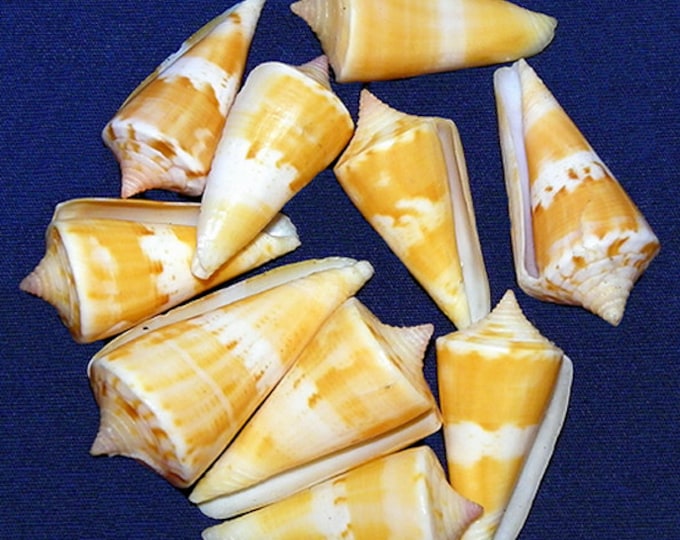 Conus Omaria ~ Cone Seashell ~ (50.8mm./2") F+++ Specimen Collector ...