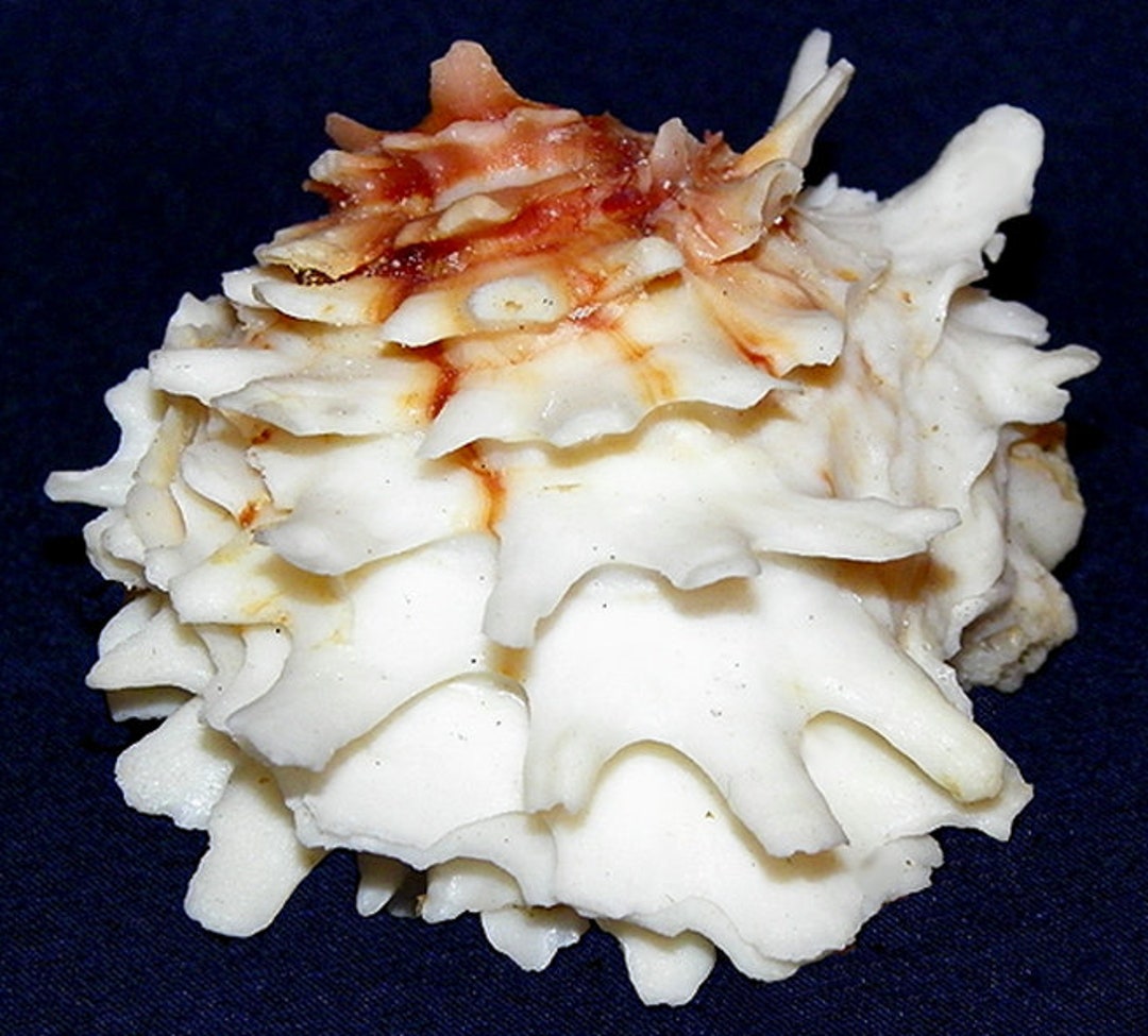 Chama Lazarus (jewel Box) Oyster Shell 2"-2-1/2" Glued Pair ~ (1 Shell ...