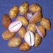 Cebu Beauty Snail Shells 1/2"-3/4"~jewelry Seashell Supplies~ (20 ...