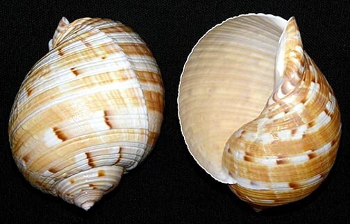 Tonna Chinensis China Tun Seashell 2-1/2 1 Shell - Etsy