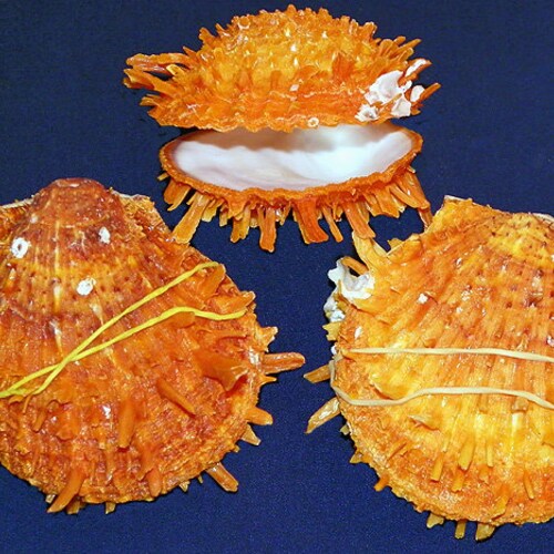 Spiny Spondylus Barbatus Oyster Shell top and Bottom of Shell - Etsy
