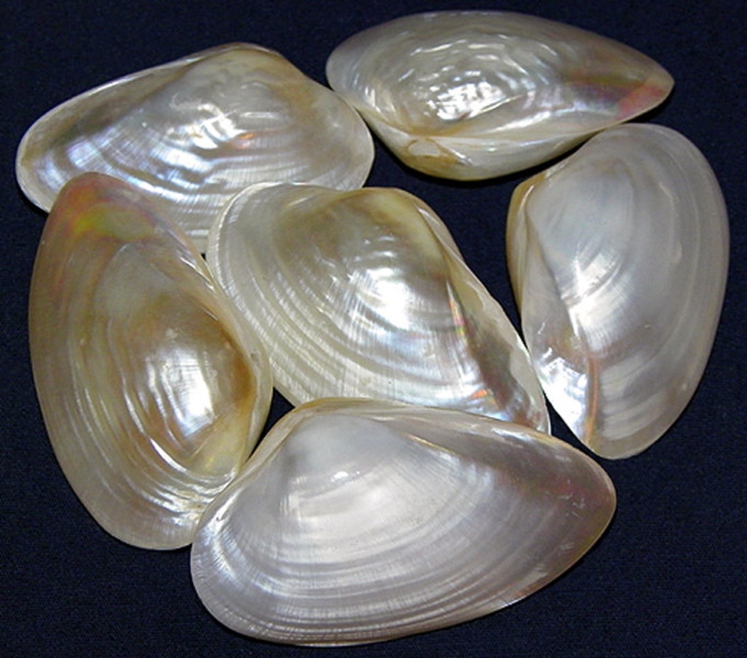 Polished Cebu Mussel Pair Glued Seashells ~3"~3-1/2"~ (1 Shell) - Etsy