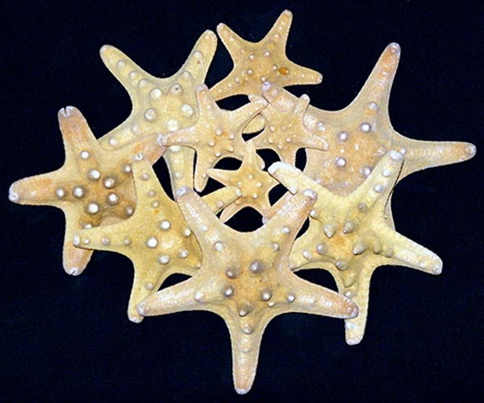 Natural Knobby Bumpy Starfish Sea Stars sold in Lots of 3 Starfish 56 ...