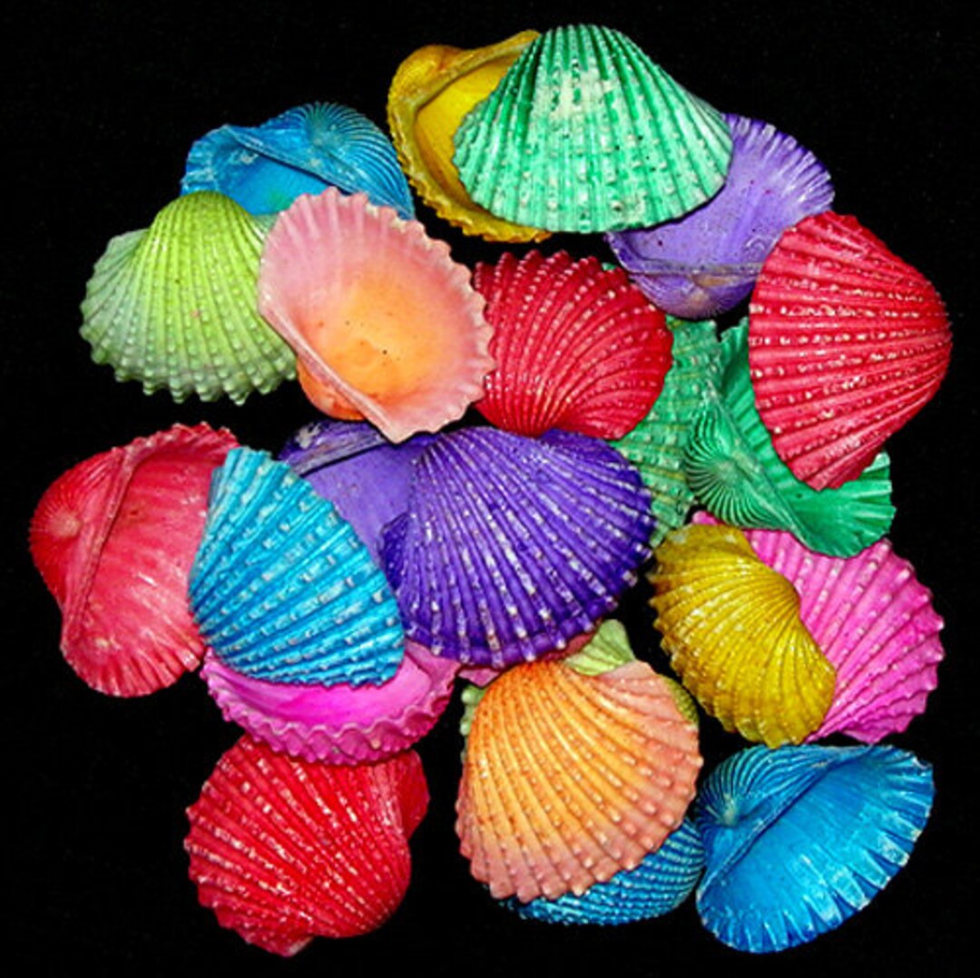 Dyed Ark Craft Seashells ~ Approximately (30 Shells) 1"-1-1/2" ( 1/2 Lb ...