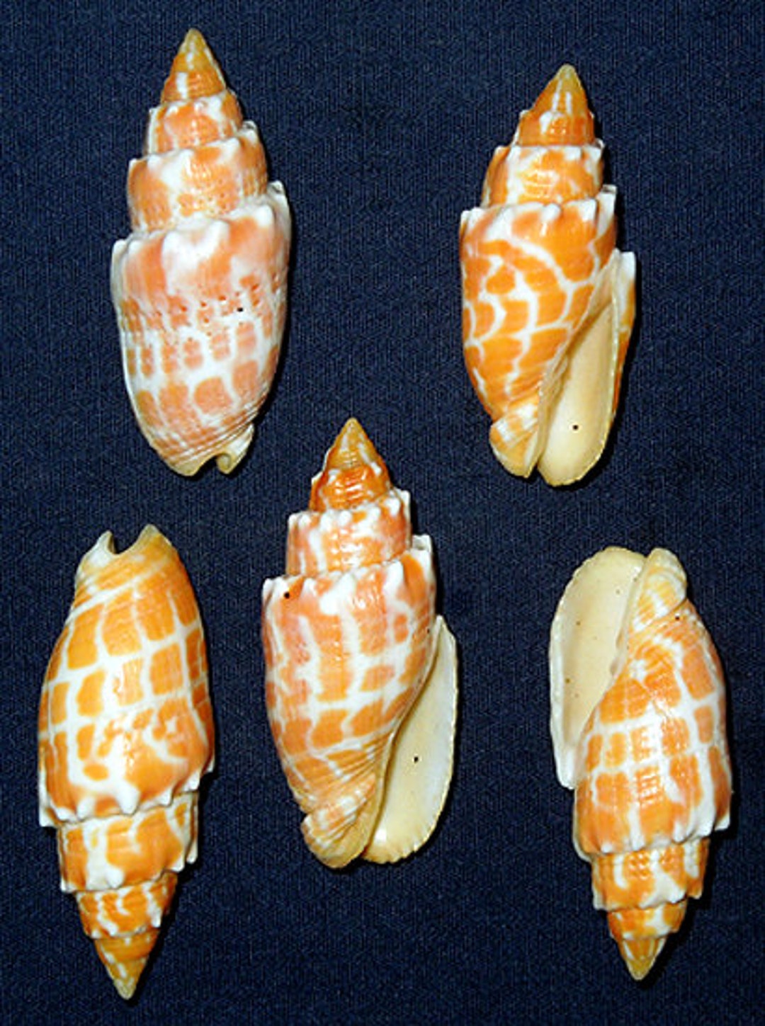 Tiarella Stictica Mitra Shell Approx. 1-1/2/40mm. - Etsy