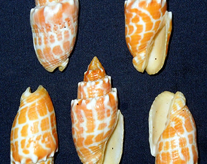 Tiarella Stictica Mitra Shell Approx. 1-1/2/40mm. F Specimen Collector ...