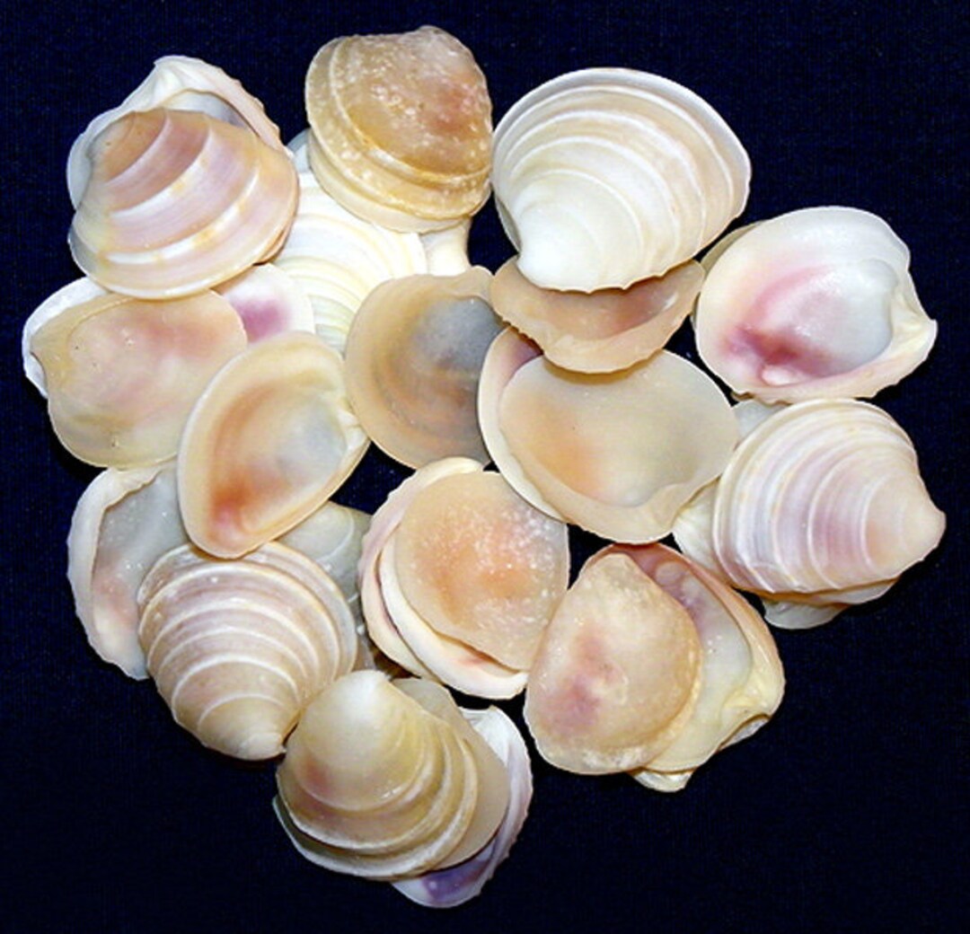 Wedding Cake Seashells (1/2"-1" Venus Clam Shells) White/off White in ...