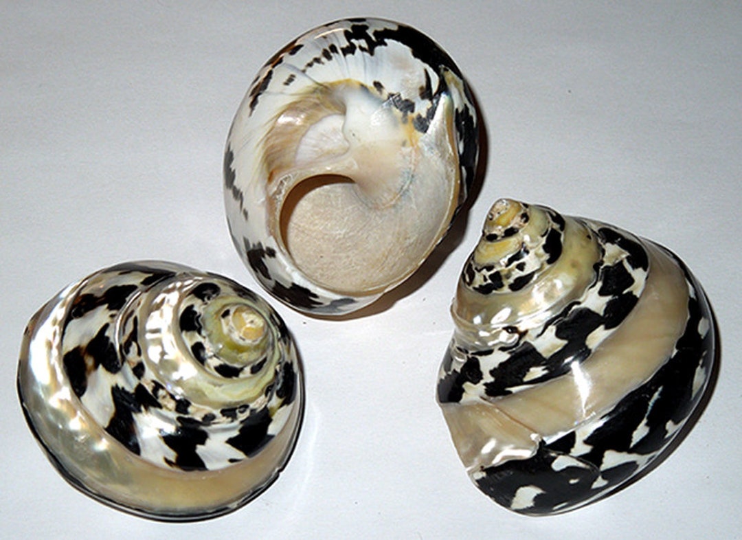 Polished Banded Magpie Turbo Seashell ~ 2"-2-1/2" ~ Craft Seashell ...