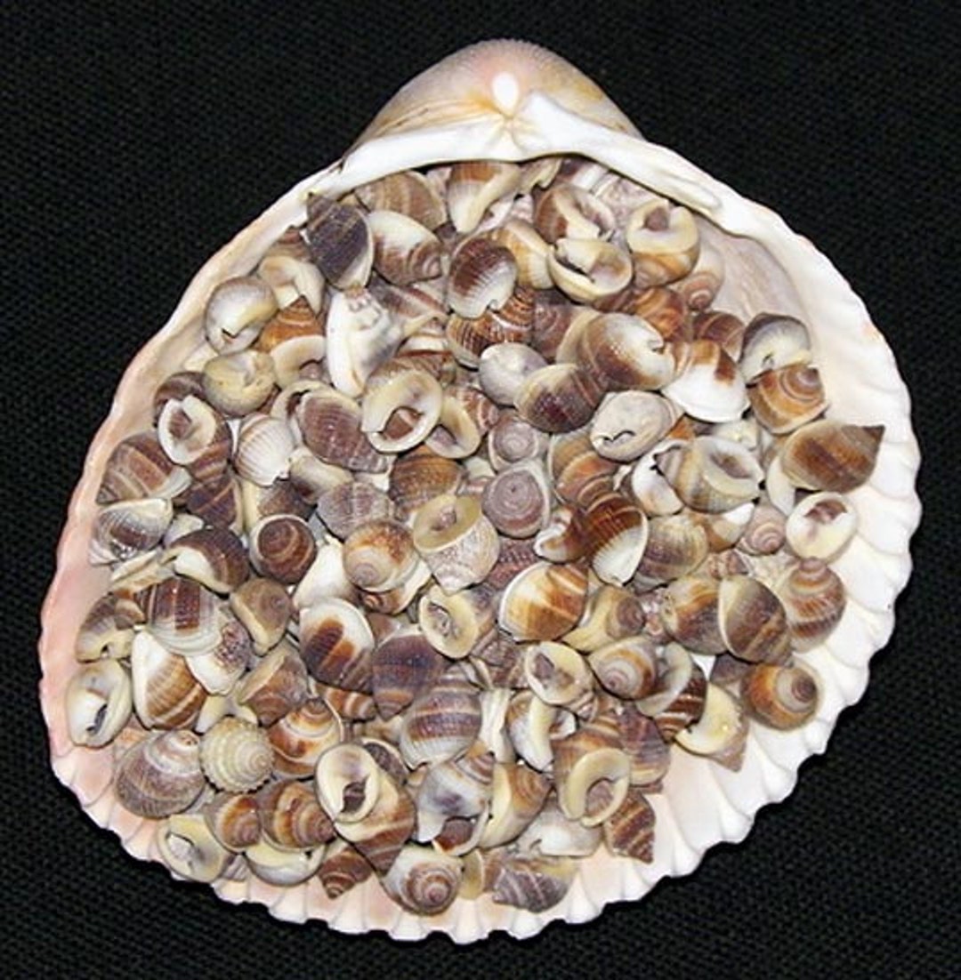Nassa Pullus, Boat Seashells ~ Approximately (600) 1/4in. Craft Shells ...