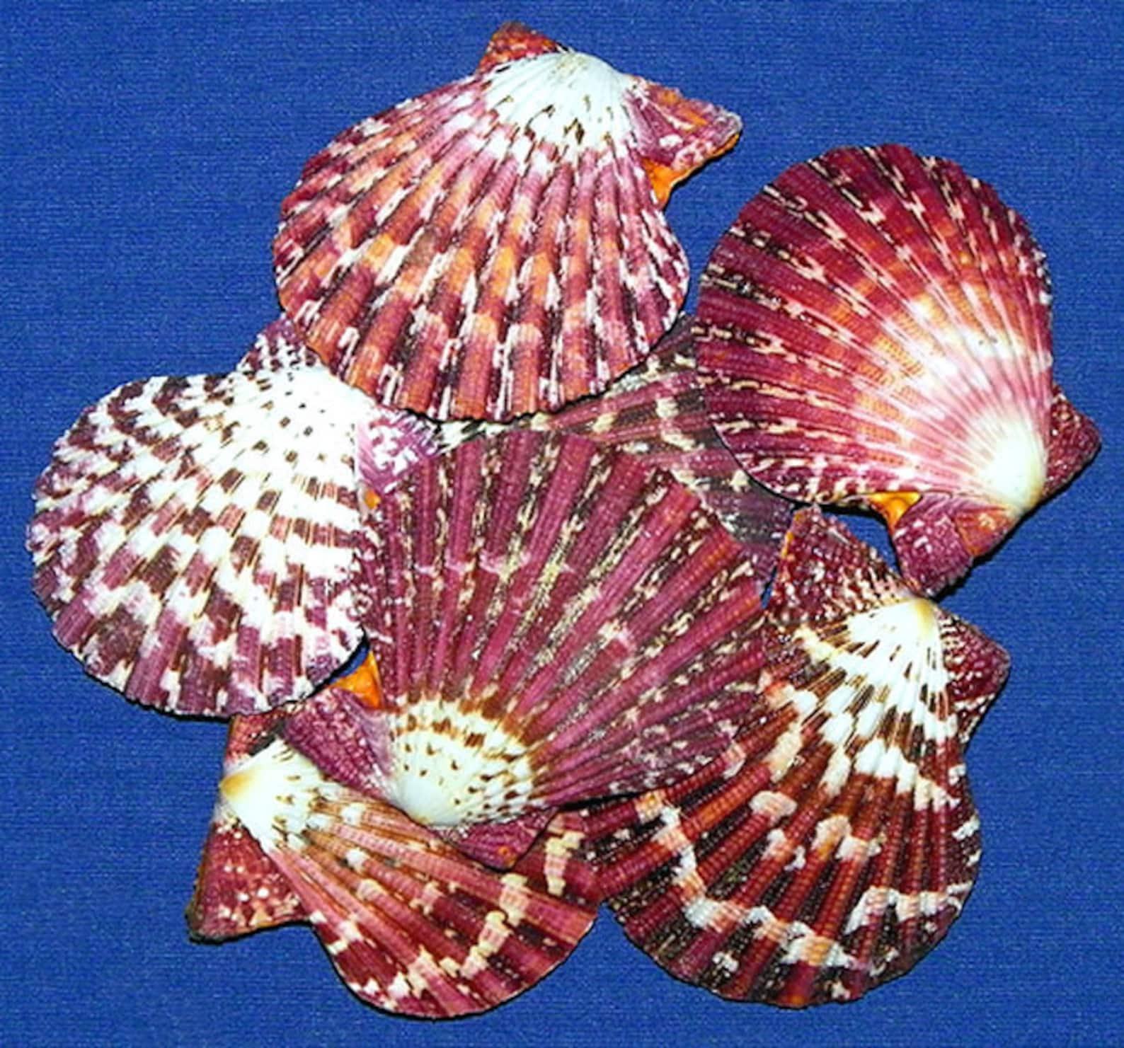 Pecten Pallium Scallop Paired Seashells Top and Bottom Not | Etsy