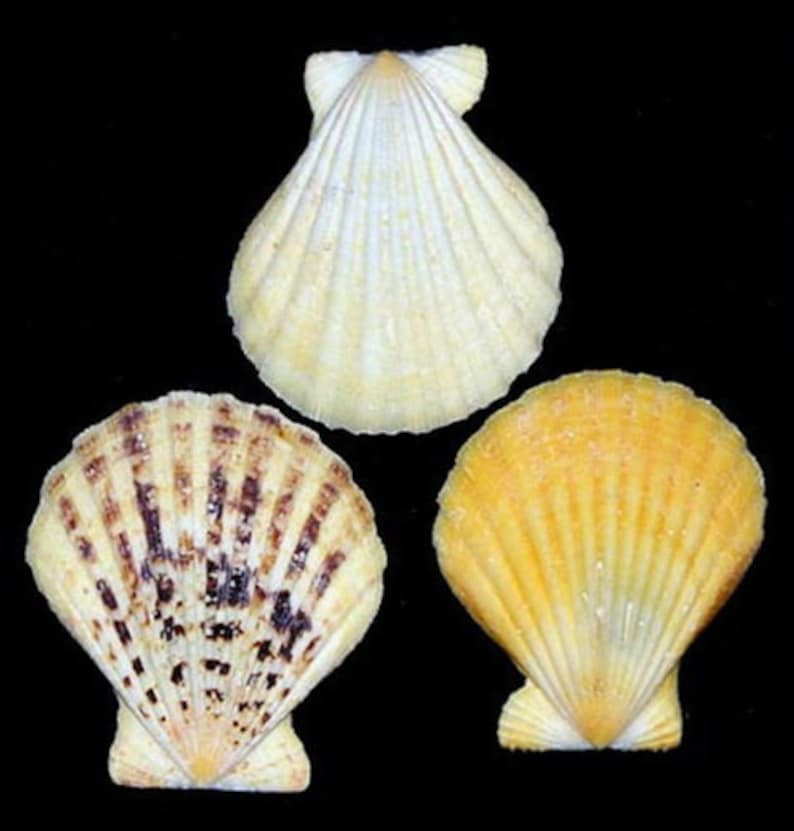 Radula Pecten Half Scallop Shell Scallop Craft Seashell | Etsy