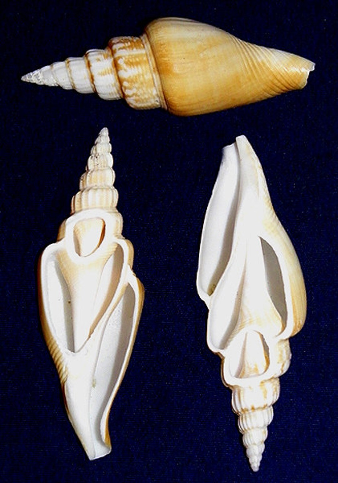 Strombus Vittatus Half Round Conch Seashells 2"-2-1/2" Craft Supply ...