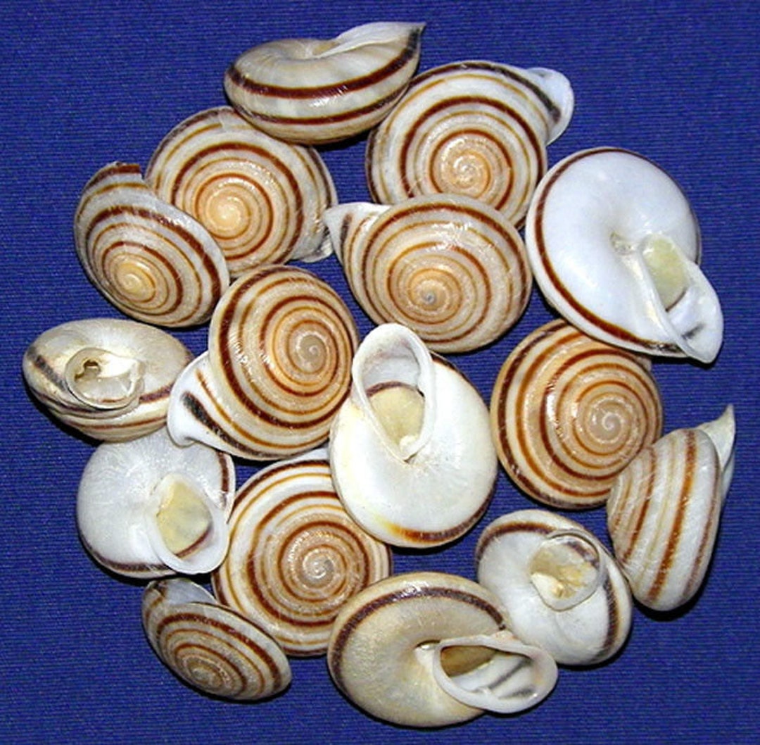 Subdial Obba Begonia Land Snail Shells ~3/4" - 1" ~ Craft Seashells (5 Shells) BULK~ WHOLESALE ...