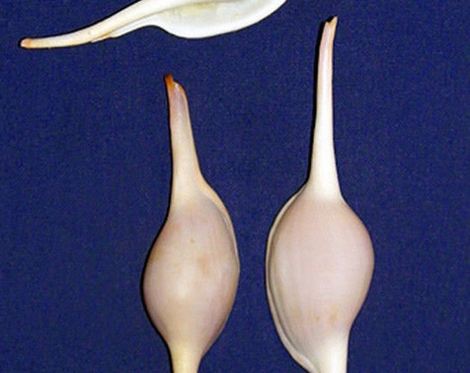 Volva Volva Elongated Egg Cowry Cowrie Shell Approx. 96mm./ 3-1/2 ...