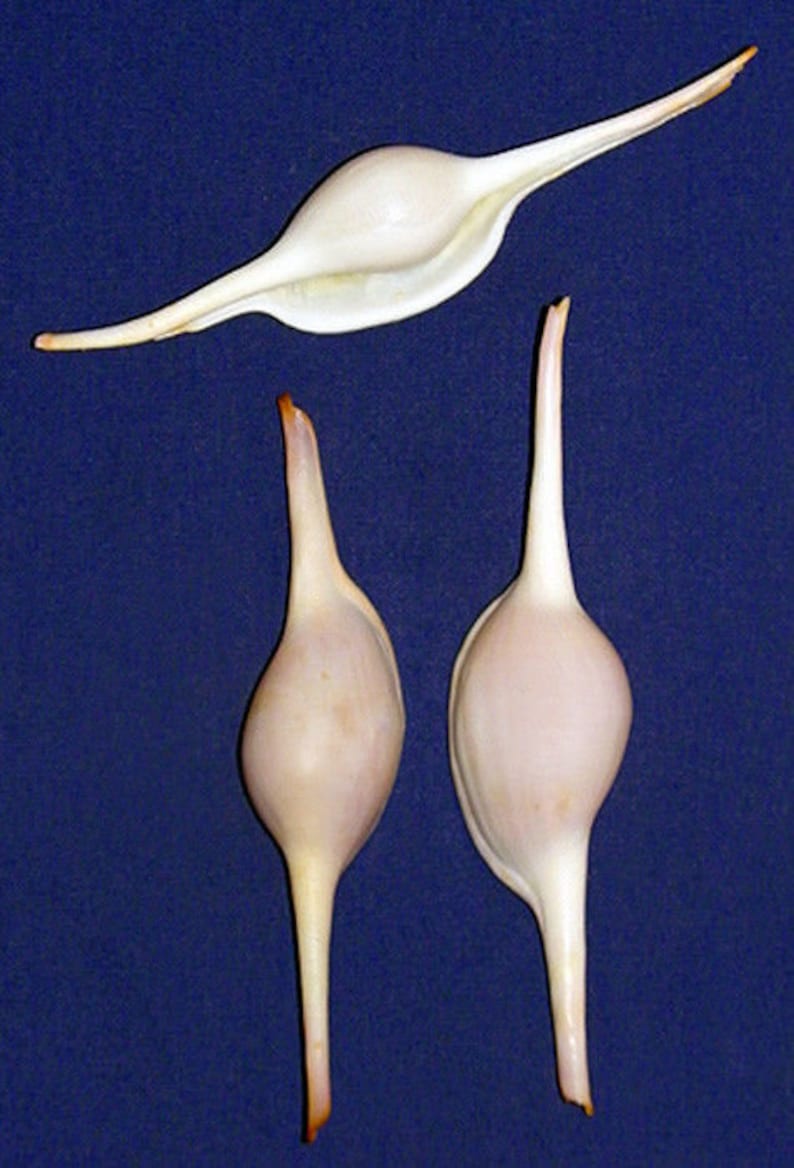 Volva Volva Elongated Egg Cowry Cowrie Shell ~ Approx. (96mm./ 3-1/2 ...