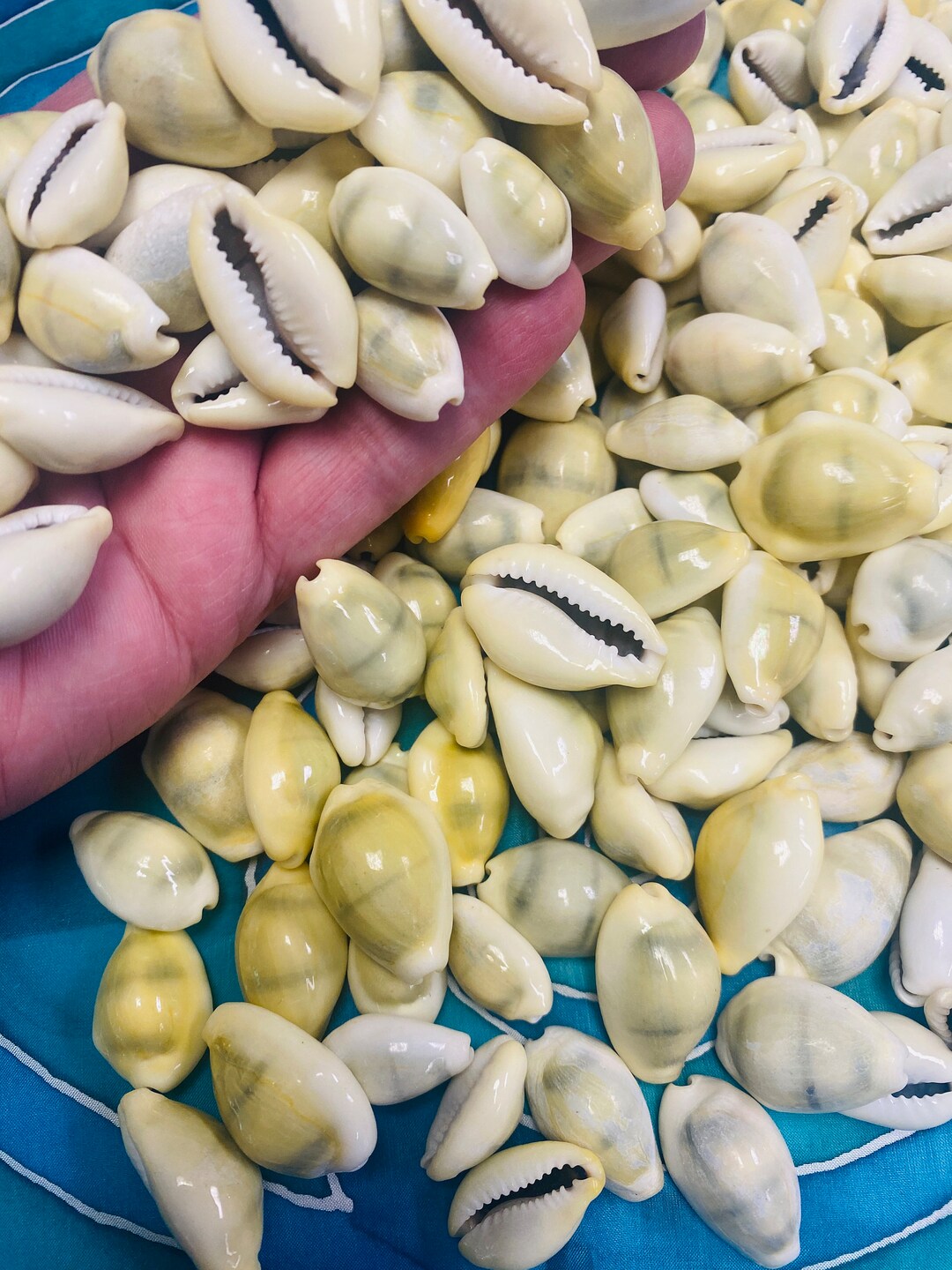 Cowrie Shells, Pack of 18, Divinatory Shells, Gods, Goddess, Yoruba ...