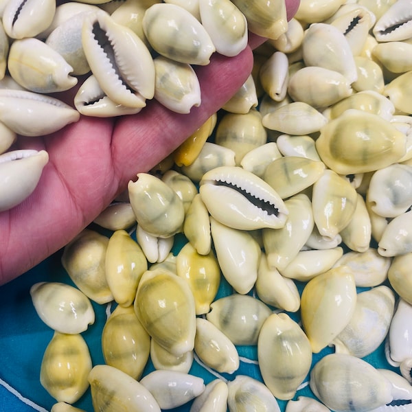 Cowrie Shells - Etsy