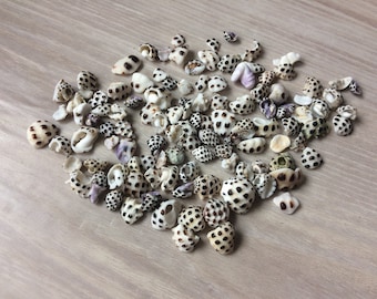 Seashell crafts | Etsy