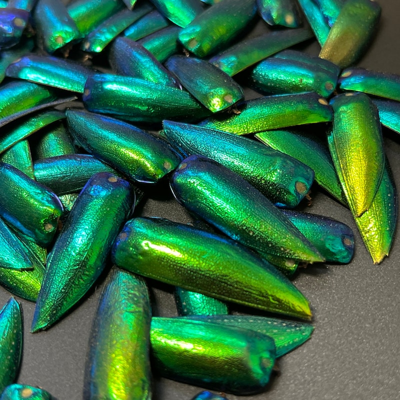 Gem Beetle Pendant - Etsy